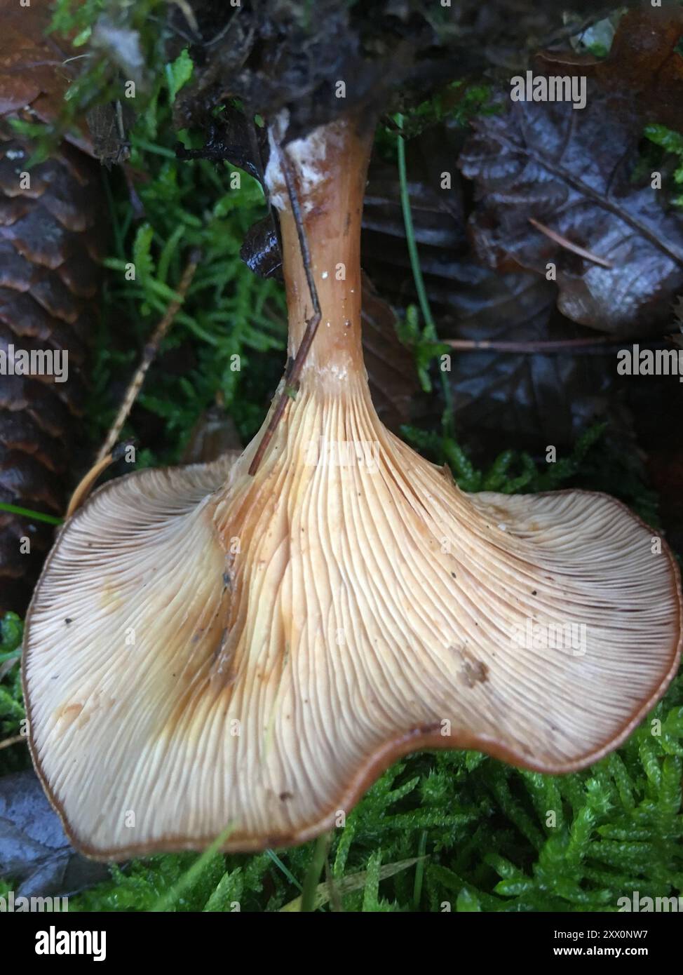 Common Funnel (Infundibulicybe gibba) Fungi Stock Photo - Alamy