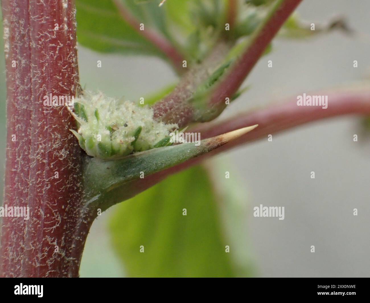 spiny amaranth (Amaranthus spinosus) Plantae Stock Photo - Alamy