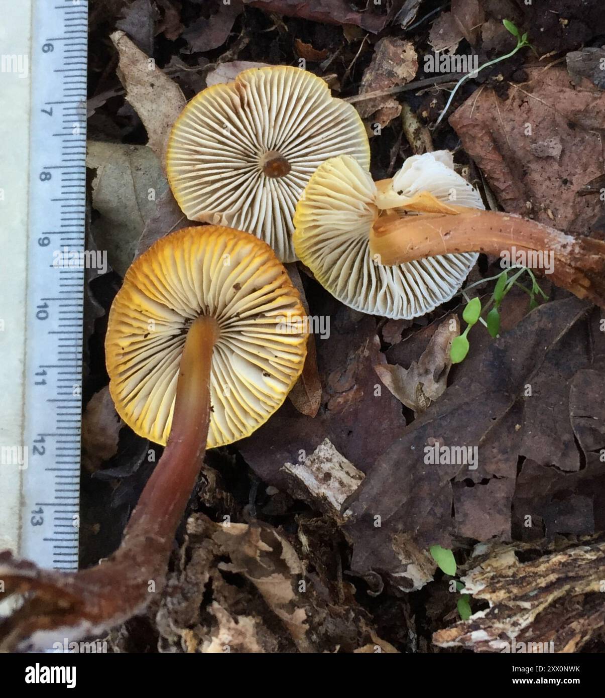 Common Gilled Mushrooms and Allies (Agaricales) Fungi Stock Photo - Alamy
