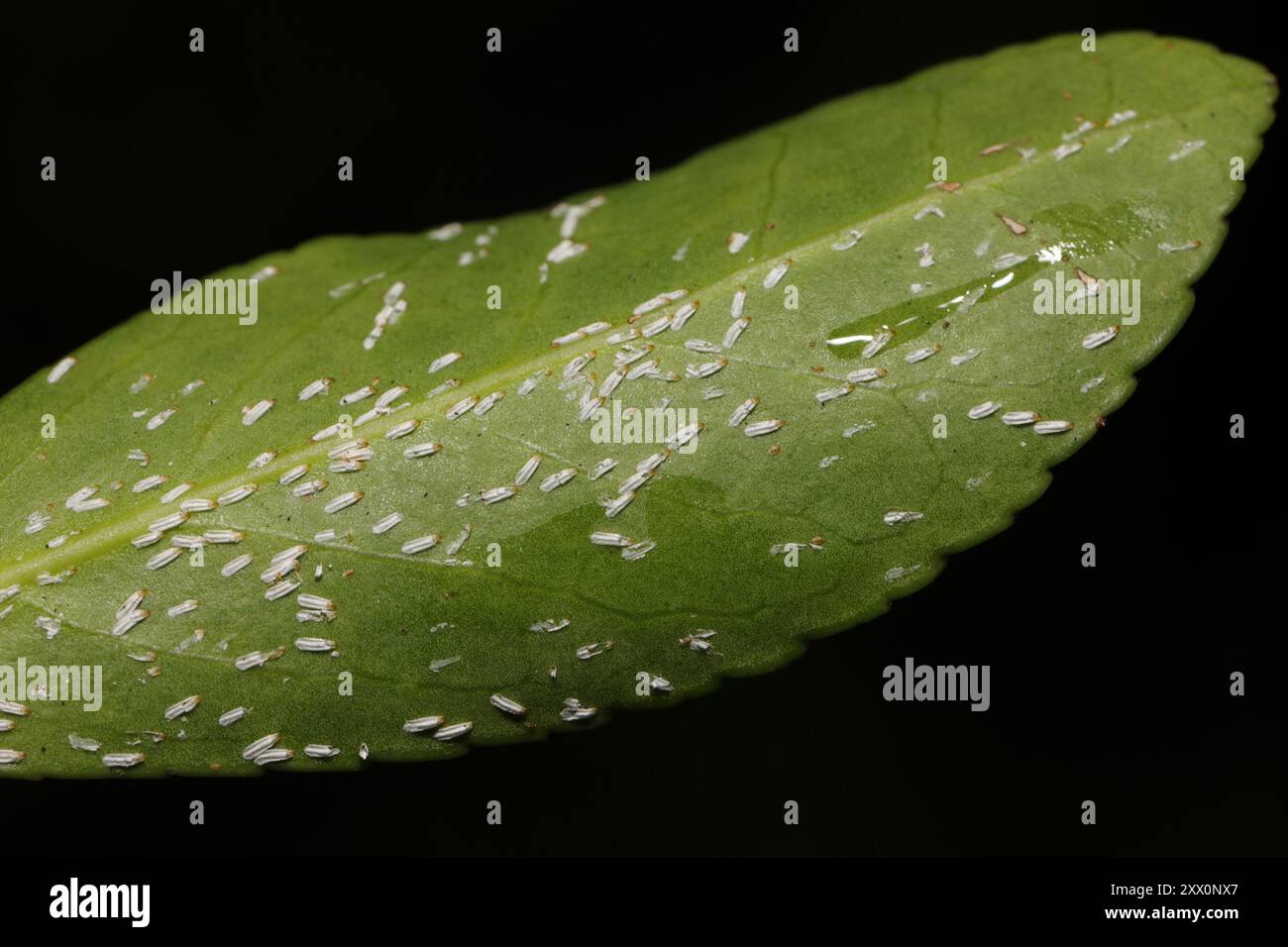 Euonymus Scale (Unaspis euonymi) Insecta Stock Photo - Alamy