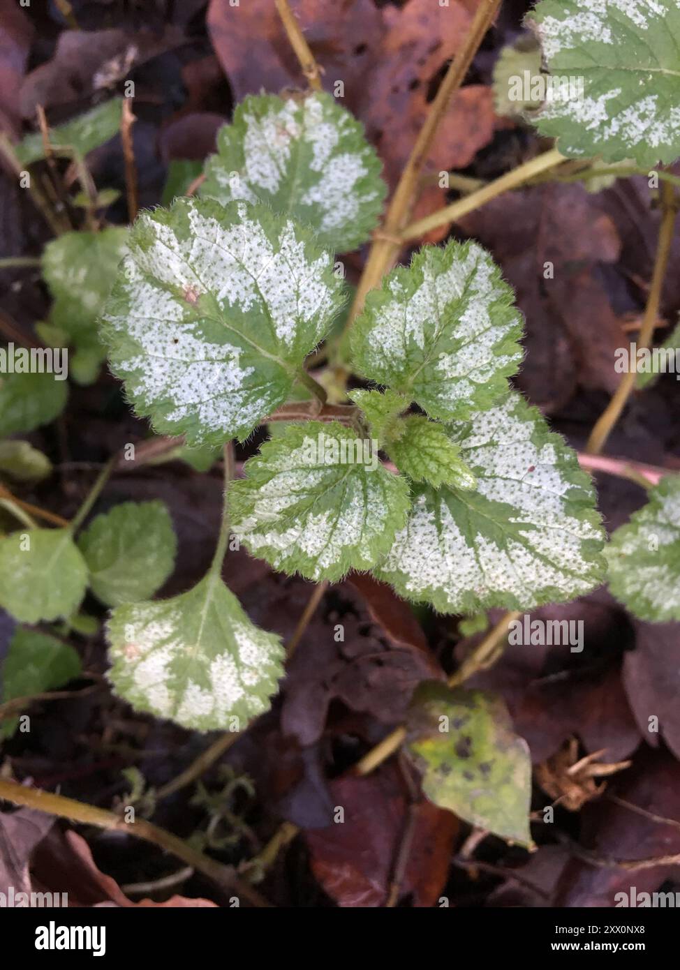Variegated Yellow Archangel (Lamium galeobdolon argentatum) Plantae ...