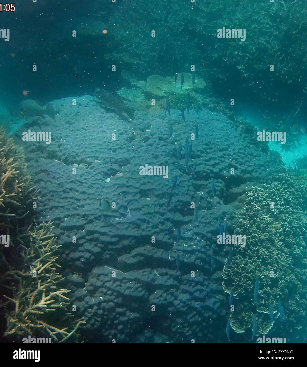 Ray-finned Fishes (Actinopterygii) Actinopterygii Stock Photo - Alamy