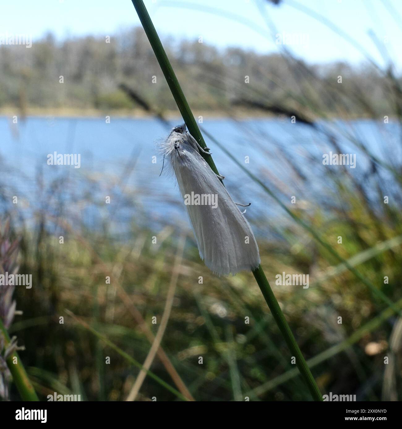 White Rush Moth (Tipanaea patulella) Insecta Stock Photo - Alamy