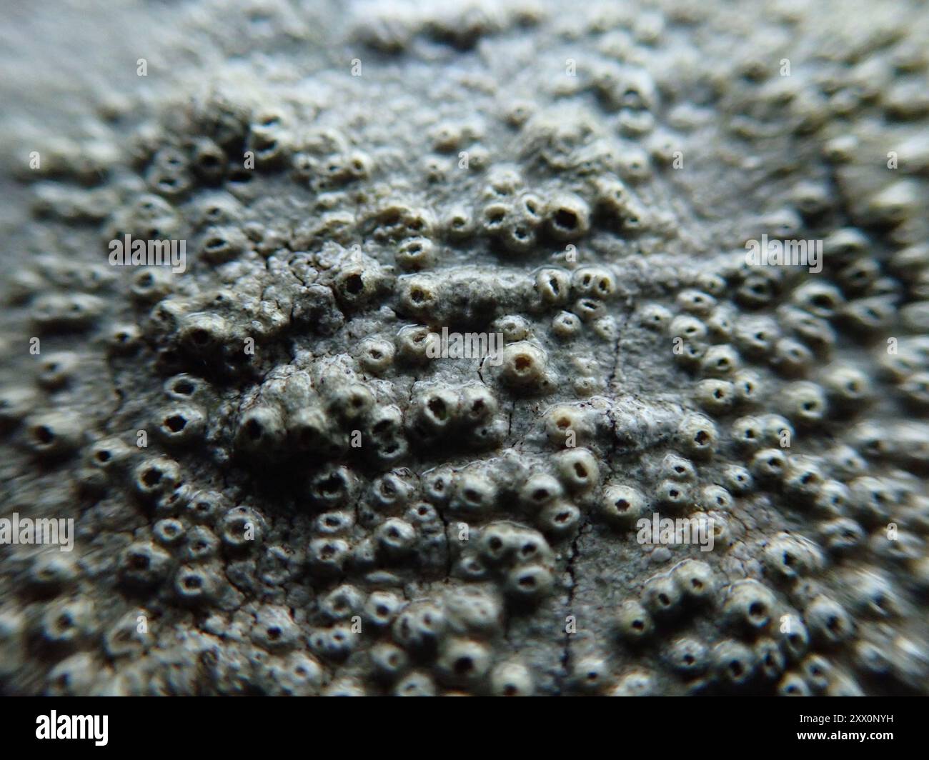 Bark Barnacles (Thelotrema lepadinum) Fungi Stock Photo - Alamy