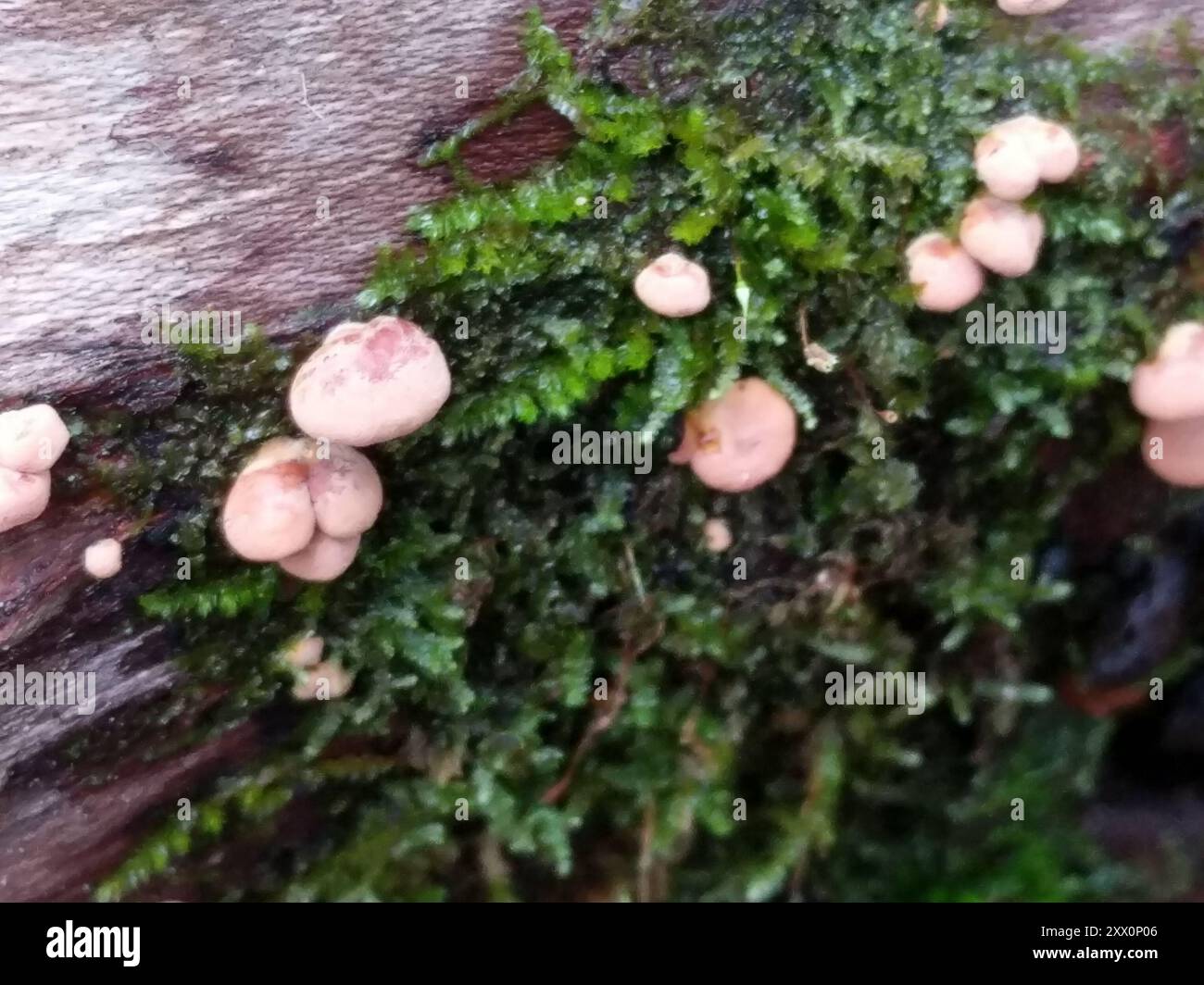 (Anthracophyllum lateritium) Fungi Stock Photo - Alamy