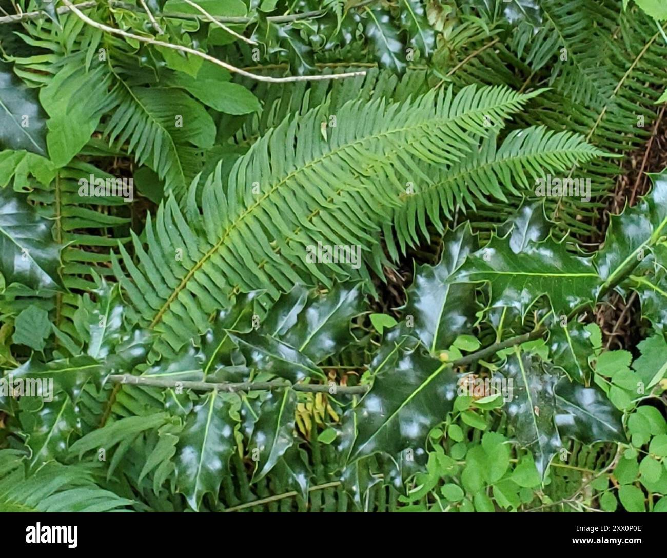 shield ferns (Polystichum) Plantae Stock Photo - Alamy