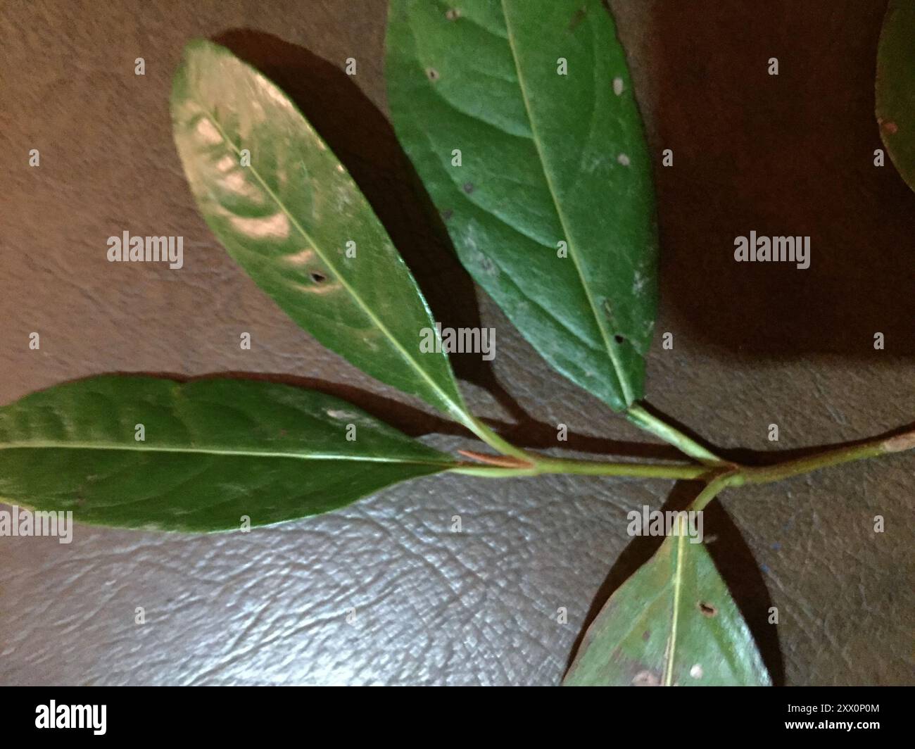 southern wild raisin (Viburnum nudum) Plantae Stock Photo - Alamy