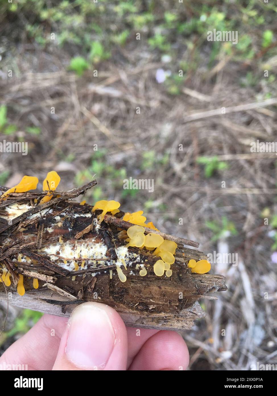 Fan shaped jelly fungi hi-res stock photography and images - Alamy