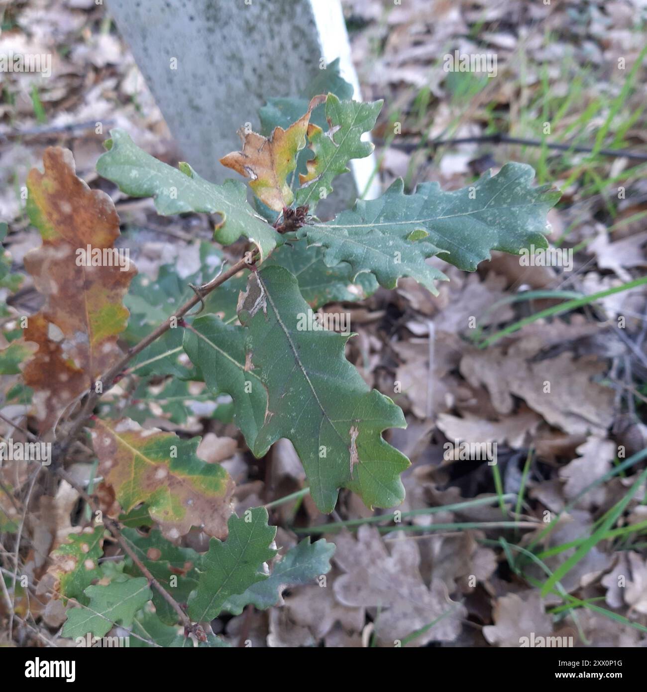 downy oak (Quercus pubescens) Plantae Stock Photo - Alamy