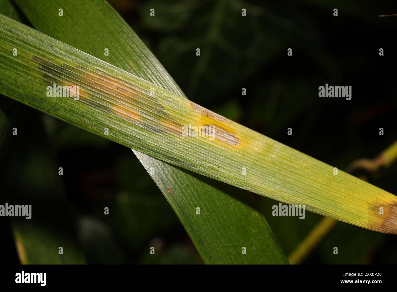 iris rust (Puccinia iridis) Fungi Stock Photo - Alamy