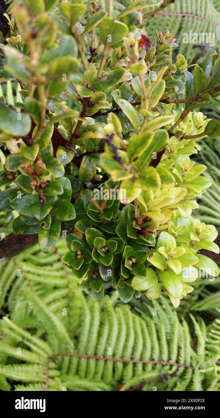 ʻŌhiʻa Lehua (Metrosideros polymorpha) Plantae Stock Photo - Alamy