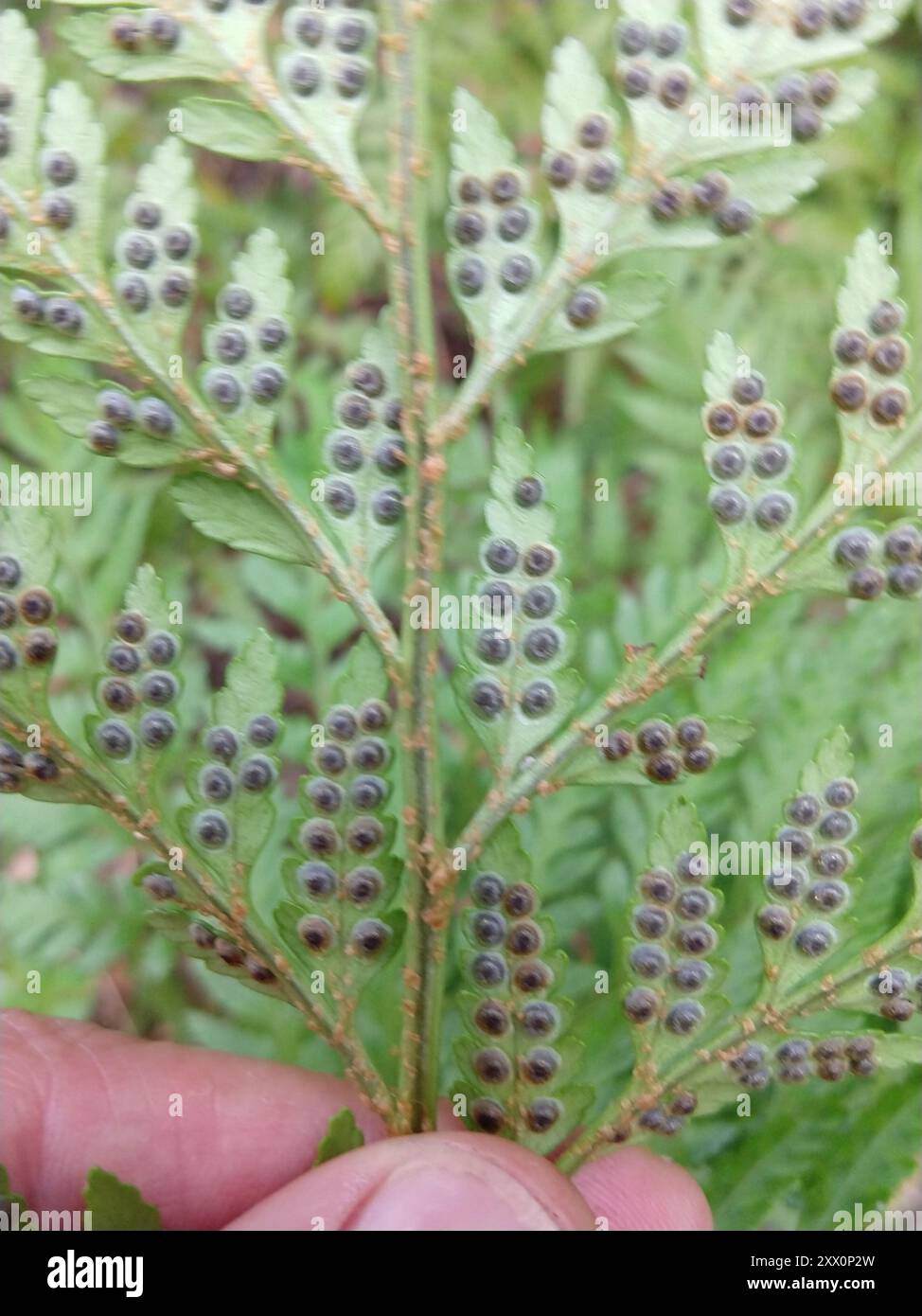 leatherleaf fern (Rumohra adiantiformis) Plantae Stock Photo - Alamy