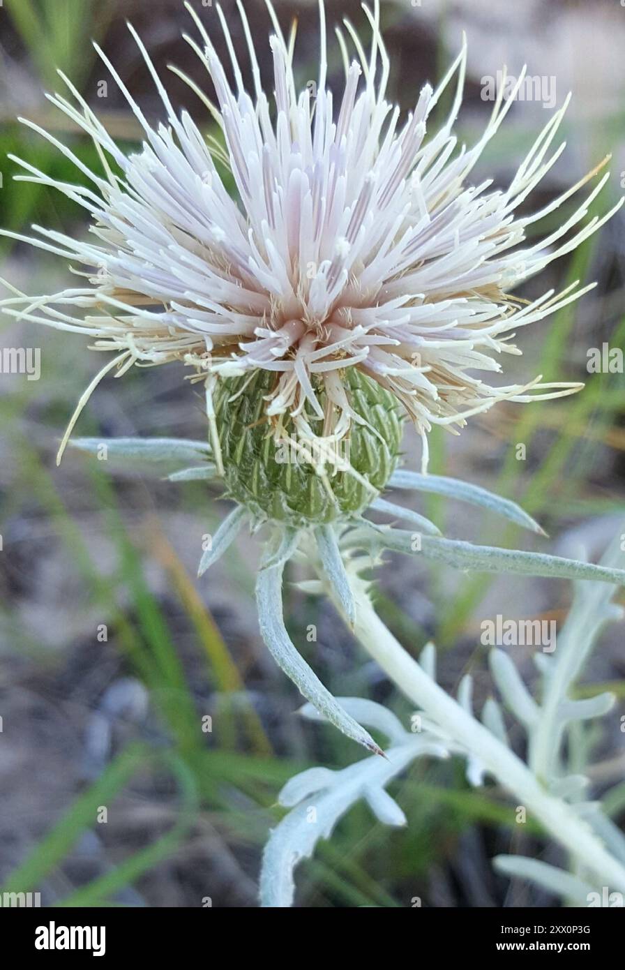 Pitcher's thistle (Cirsium pitcheri) Plantae Stock Photo - Alamy