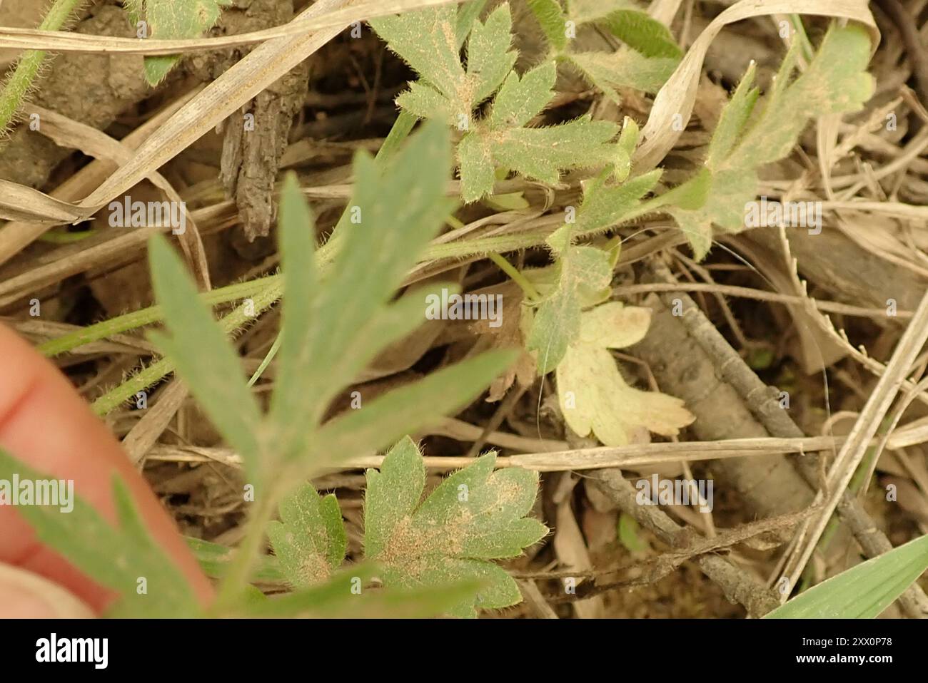 African buttercup (Ranunculus multifidus) Plantae Stock Photo - Alamy