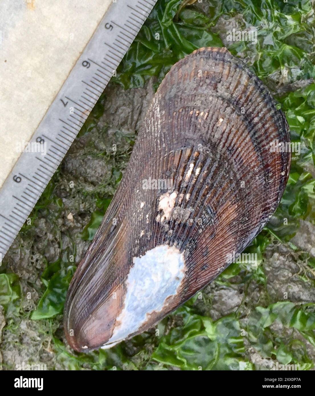 Atlantic Ribbed Mussel (Geukensia demissa) Mollusca Stock Photo - Alamy