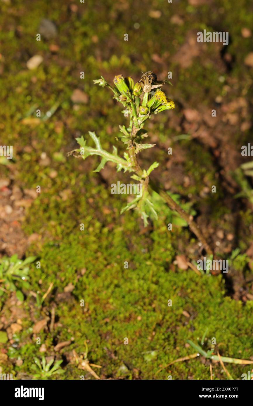 common groundsel (Senecio vulgaris) Plantae Stock Photo - Alamy