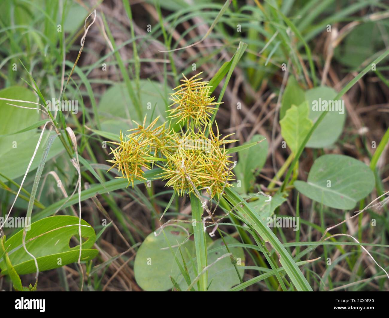 Fragrant flatsedge (Cyperus odoratus) Plantae Stock Photo - Alamy