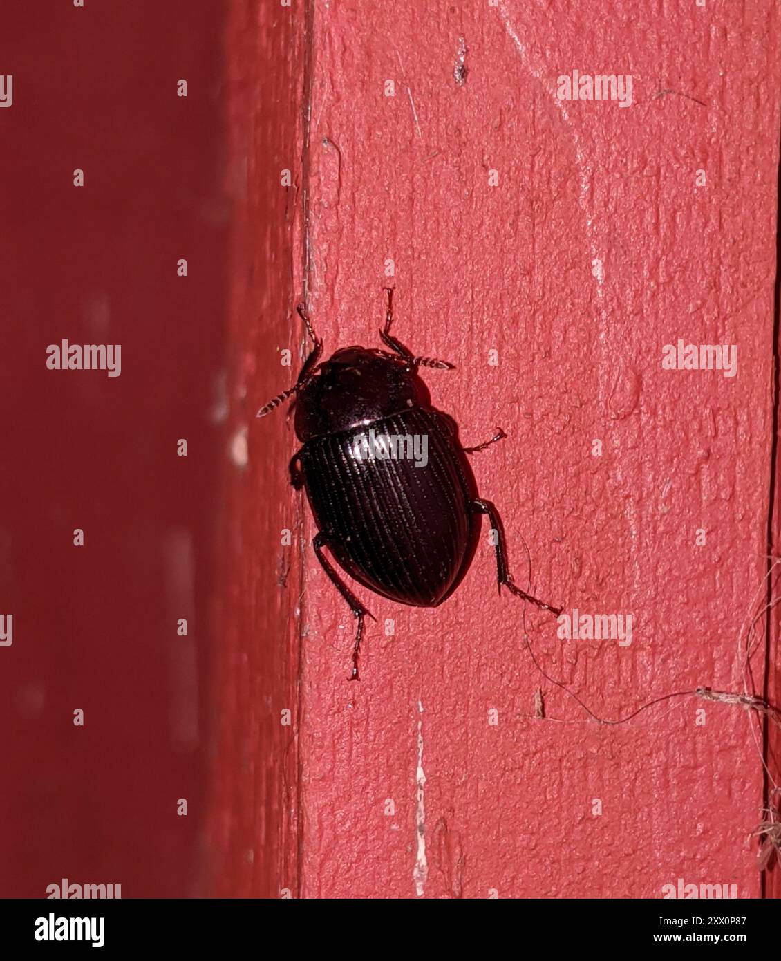 (Necrophilus hydrophiloides) Insecta Stock Photo - Alamy