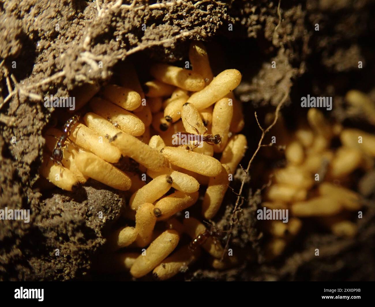 Vampire Ants (Amblyoponinae) Insecta Stock Photo - Alamy