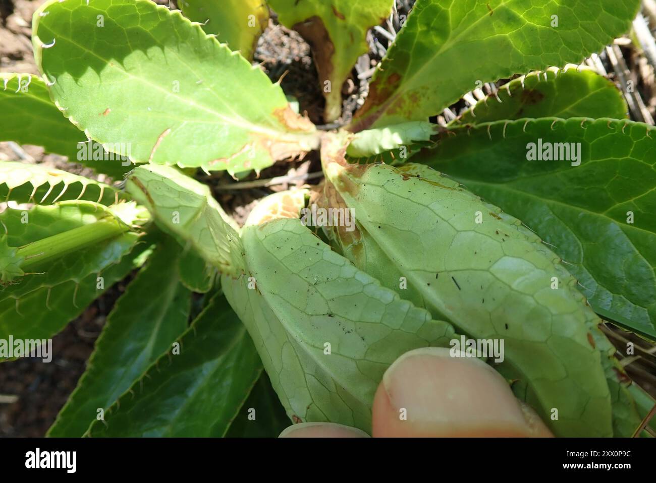 Fivefive Ministar (Alepidea peduncularis) Plantae Stock Photo - Alamy