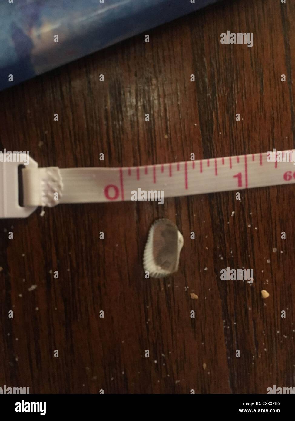 Transverse Ark (Anadara transversa) Mollusca Stock Photo - Alamy