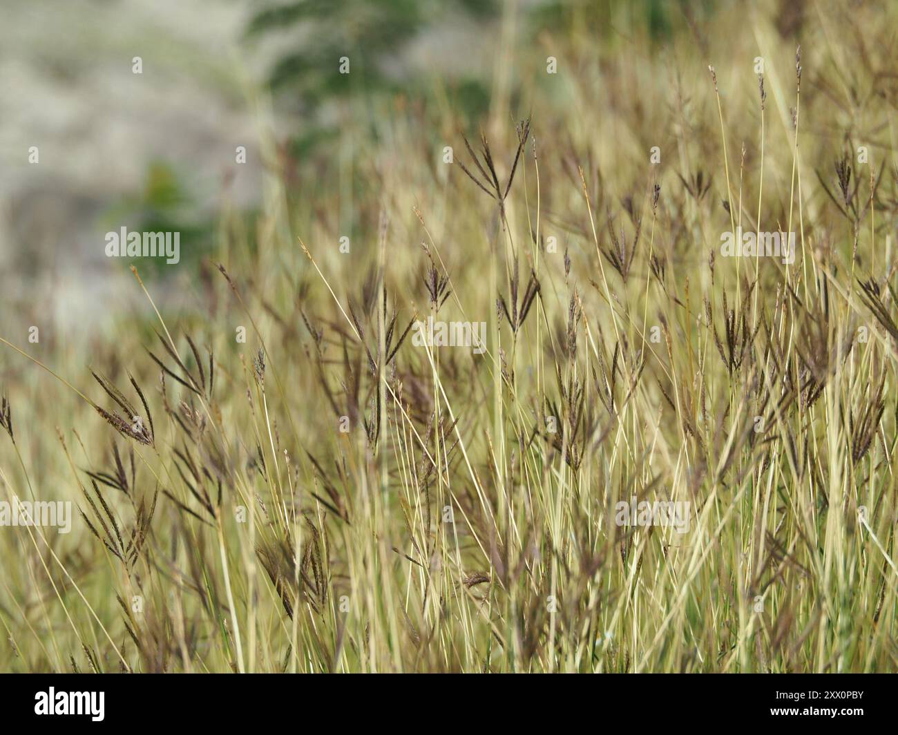Kleberg's bluestem (Dichanthium annulatum) Plantae Stock Photo - Alamy