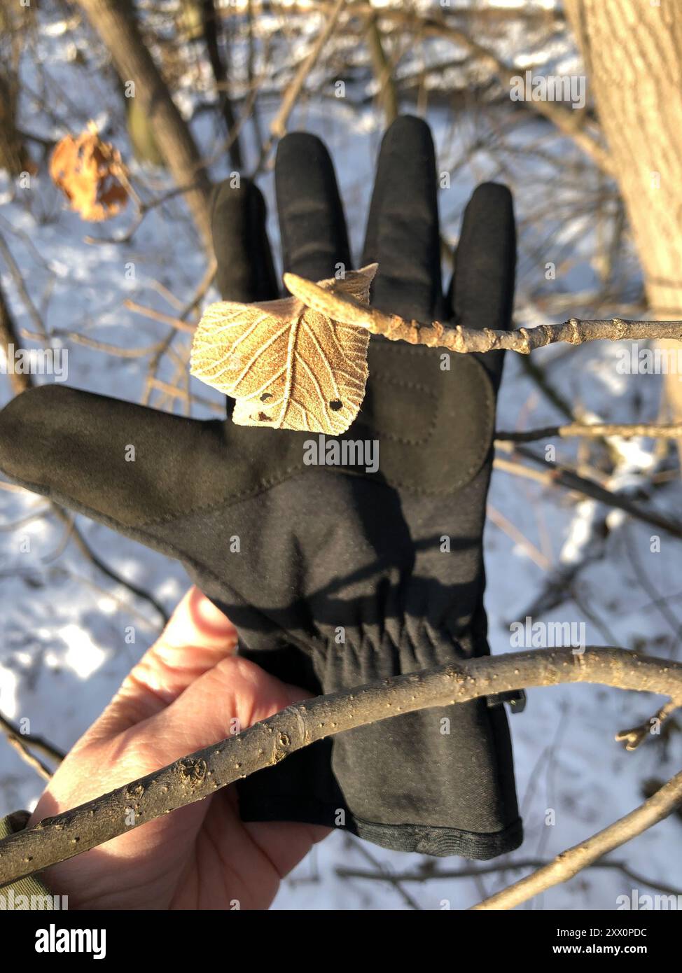 Wayfaring-tree (Viburnum lantana) Plantae Stock Photo - Alamy