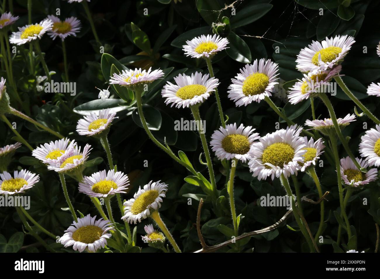 seaside daisy (Erigeron glaucus) Plantae Stock Photo - Alamy