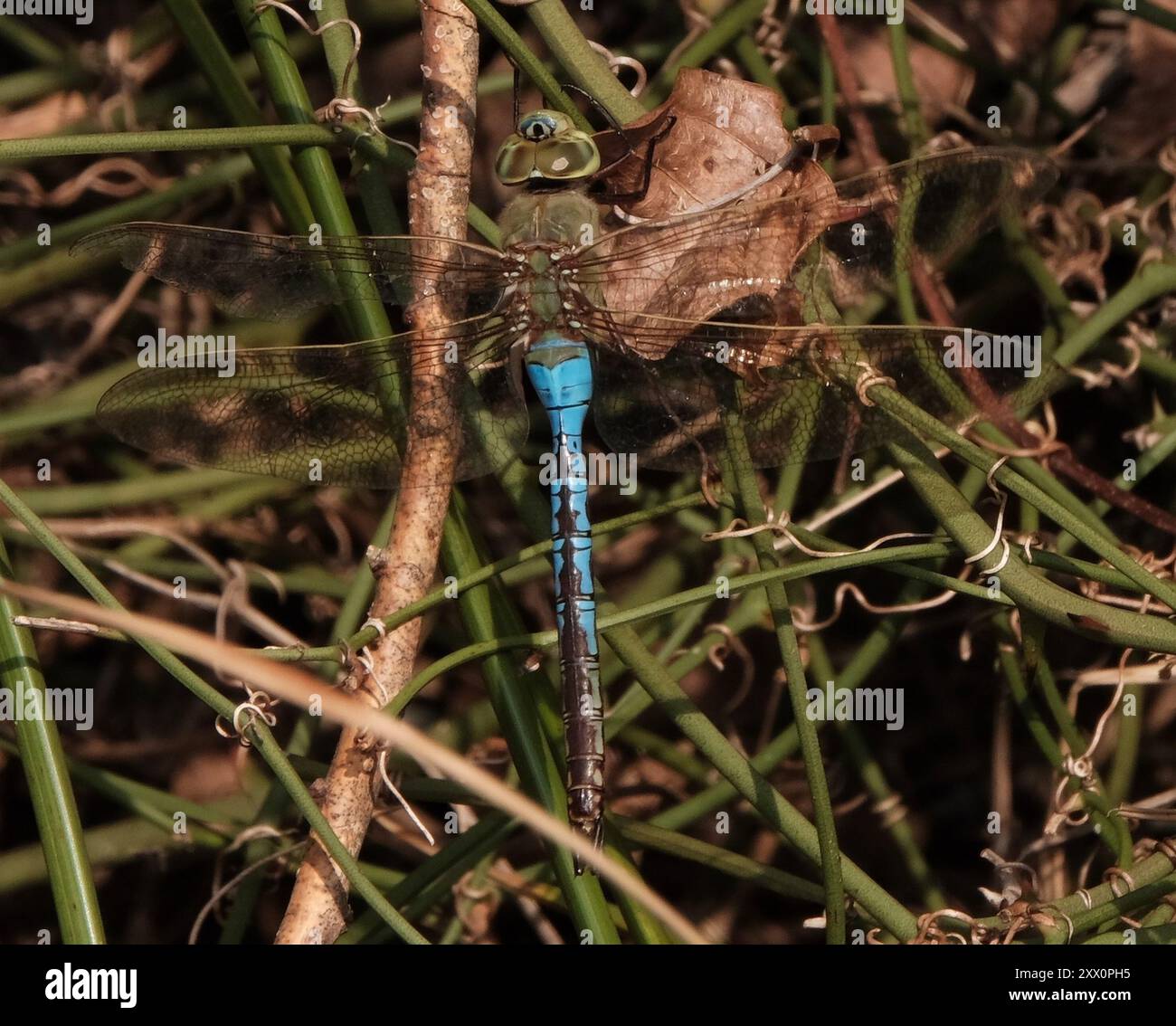 Common Green Darner (Anax junius) Insecta Stock Photo - Alamy