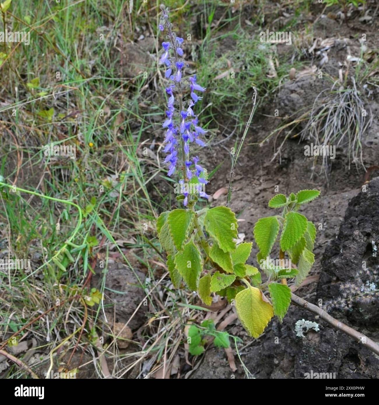 Native Coleus (Coleus graveolens) Plantae Stock Photo - Alamy
