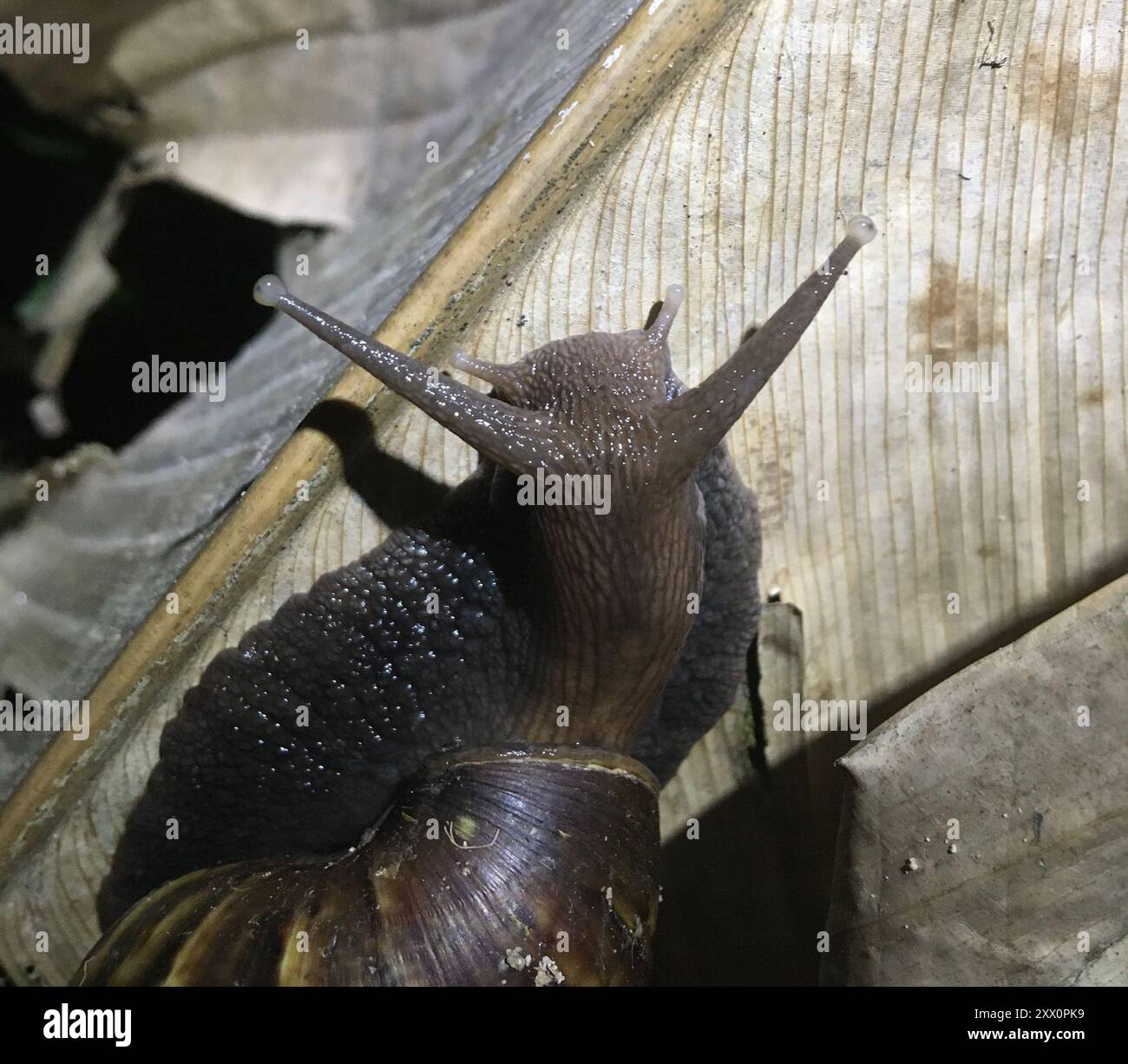 African Giant Snail (Lissachatina fulica) Mollusca Stock Photo - Alamy
