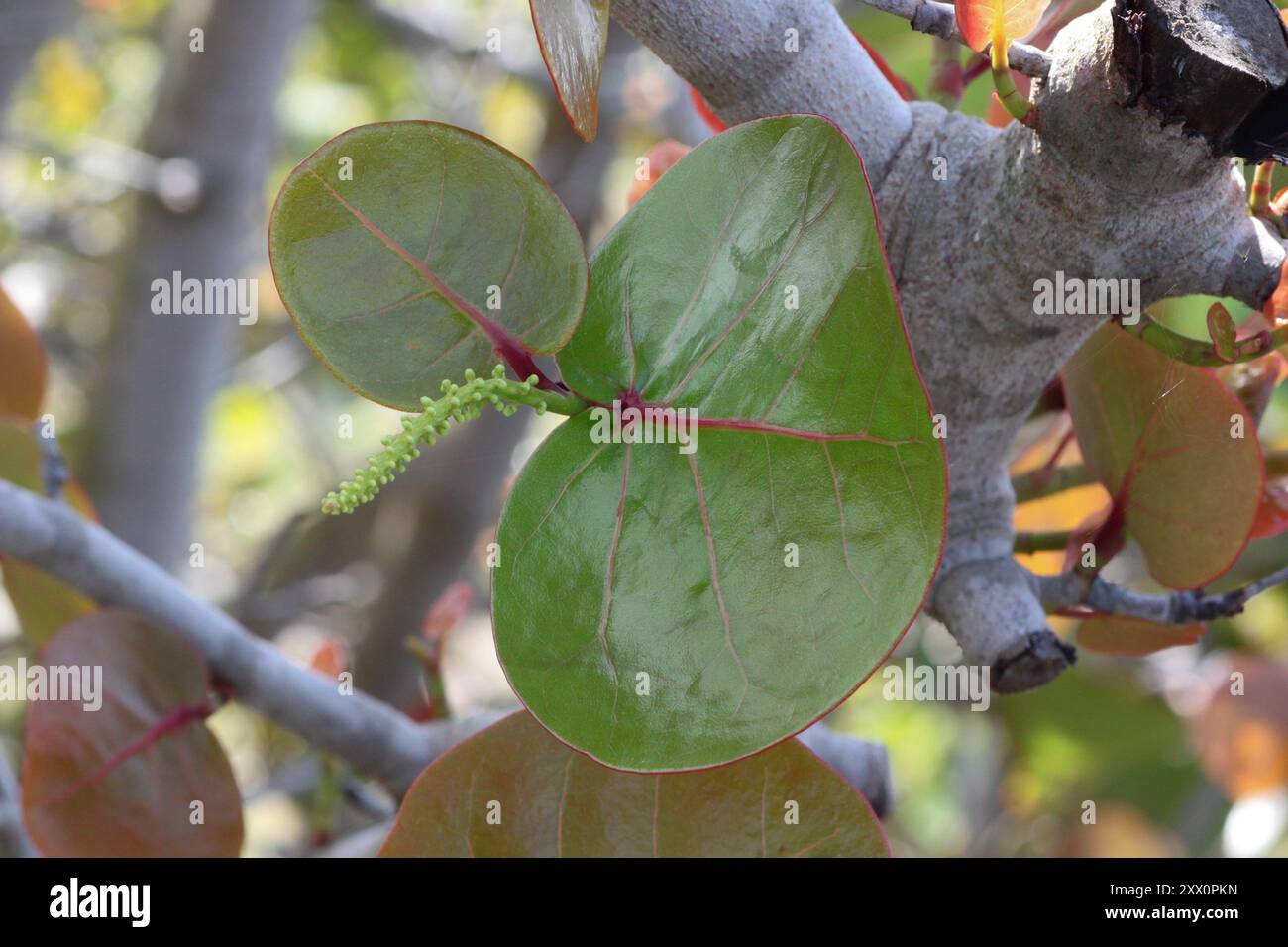 sea grape (Coccoloba uvifera) Plantae Stock Photo - Alamy