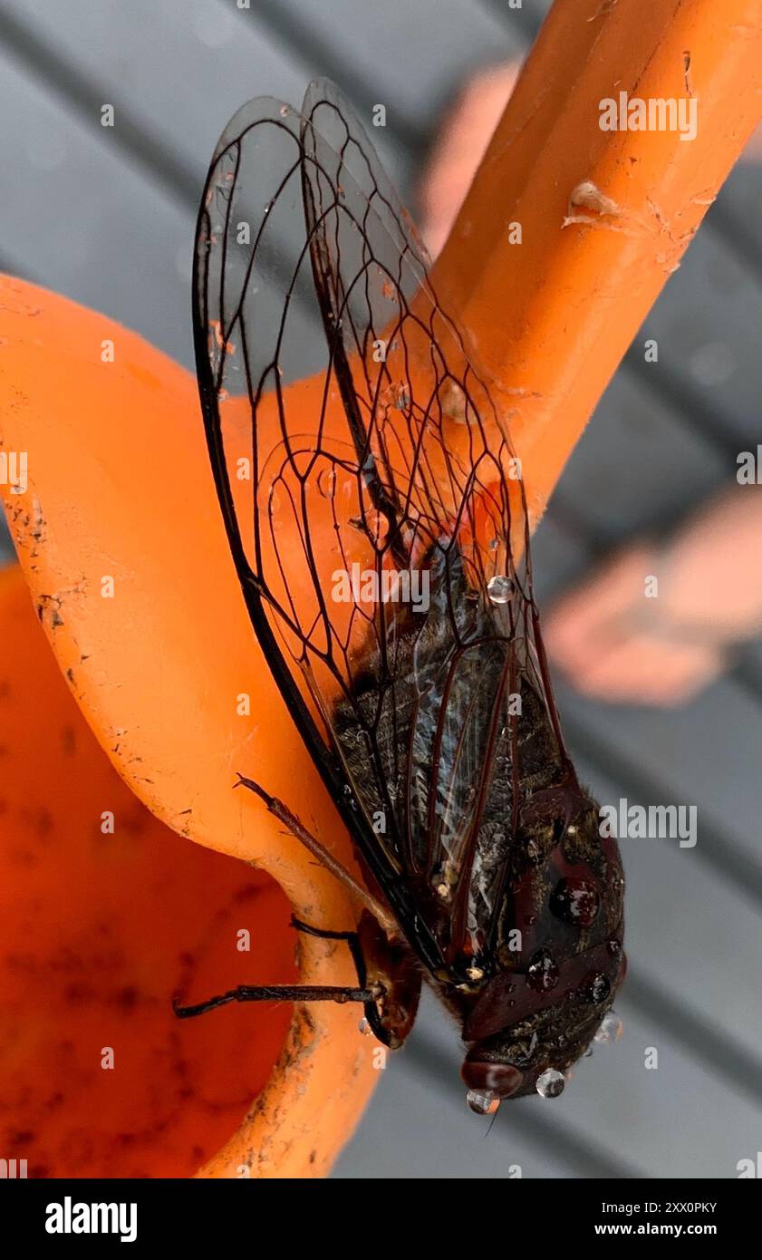 Black Prince (Psaltoda plaga) Insecta Stock Photo - Alamy