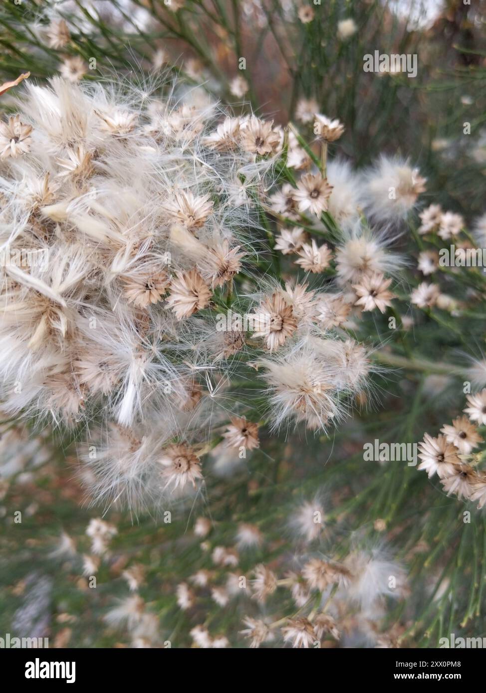 Desert Broom (Baccharis sarothroides) Plantae Stock Photo - Alamy