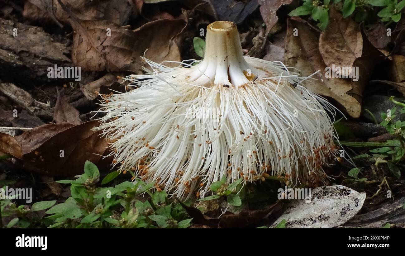 Barrigon Kapoktree (Pseudobombax septenatum) Plantae Stock Photo - Alamy