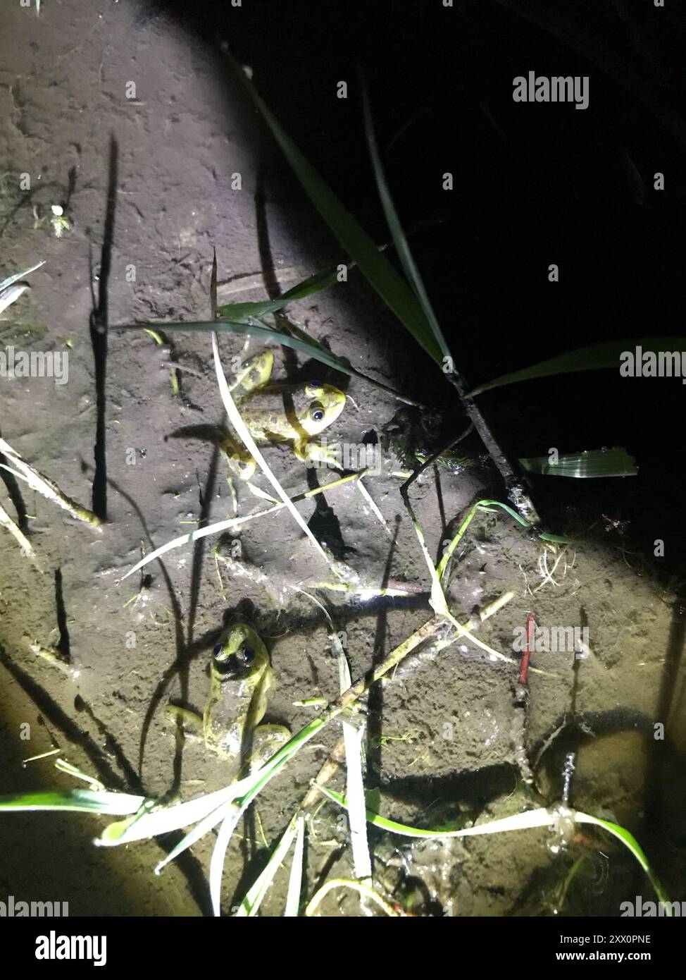 Lesser Swimming Frog (Pseudis minuta) Amphibia Stock Photo - Alamy