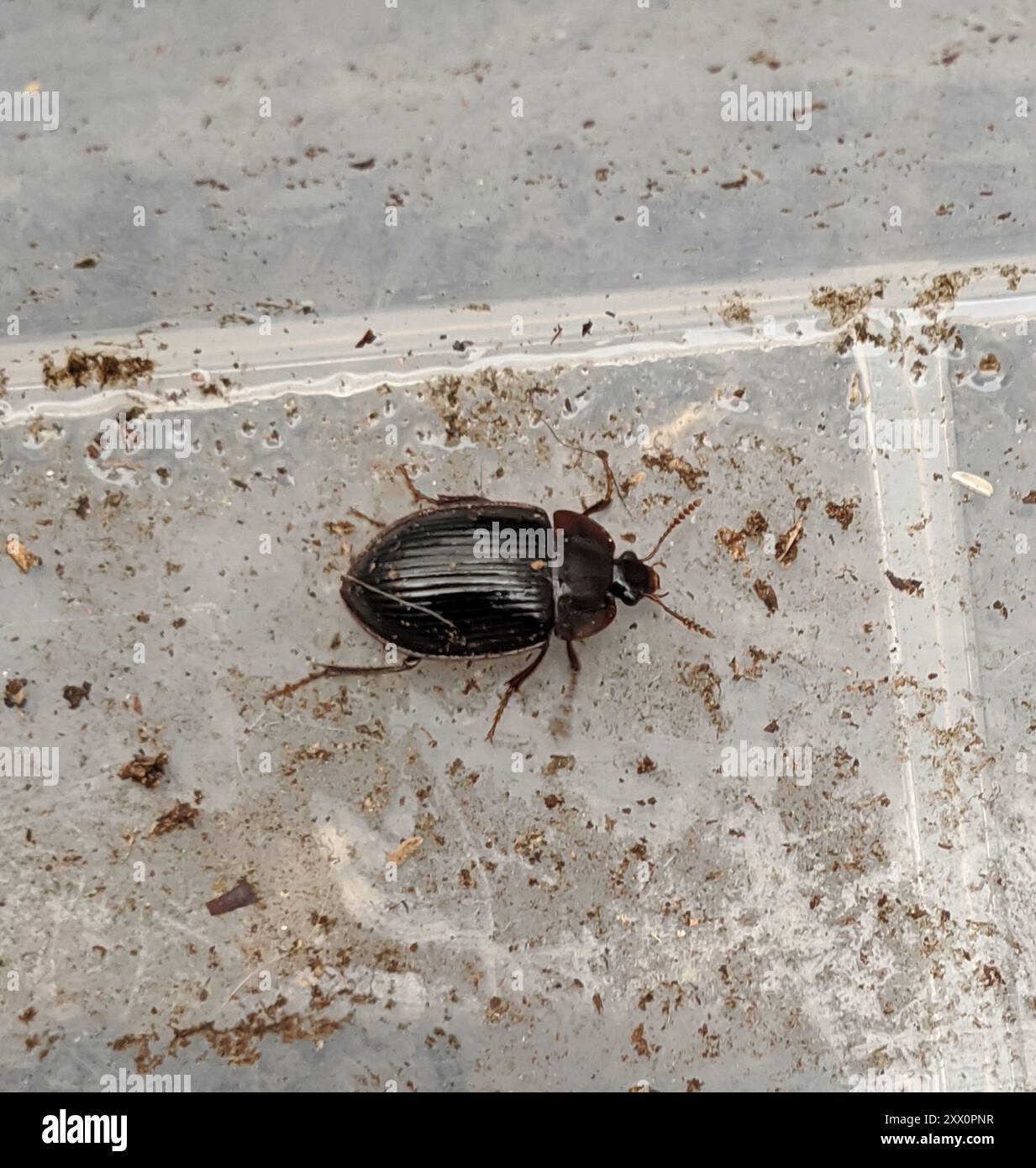 (Necrophilus hydrophiloides) Insecta Stock Photo - Alamy