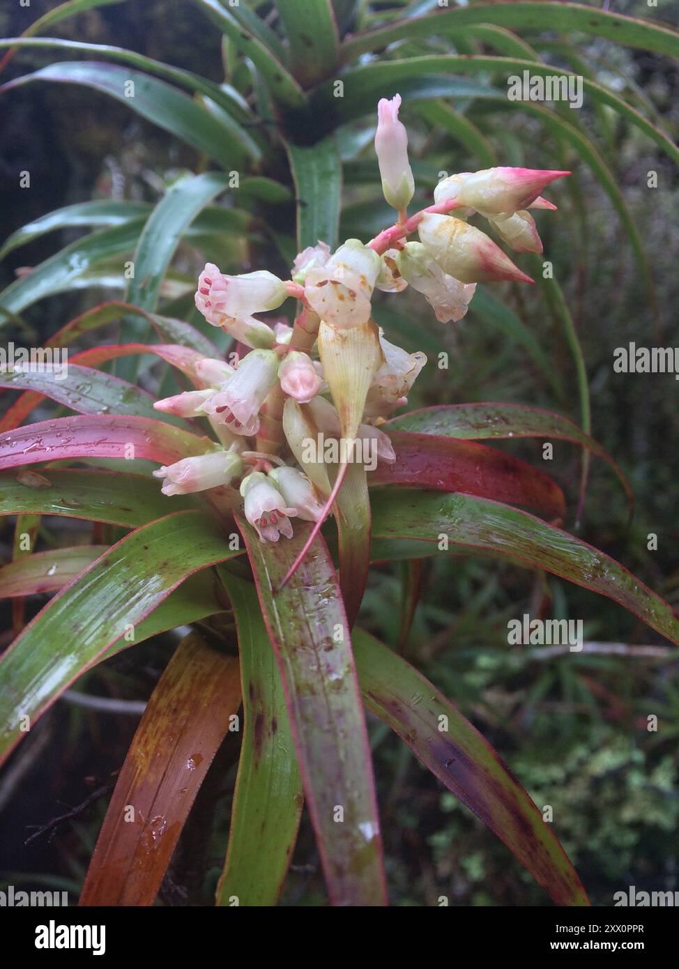 Pineapple Scrub (Dracophyllum menziesii) Plantae Stock Photo - Alamy