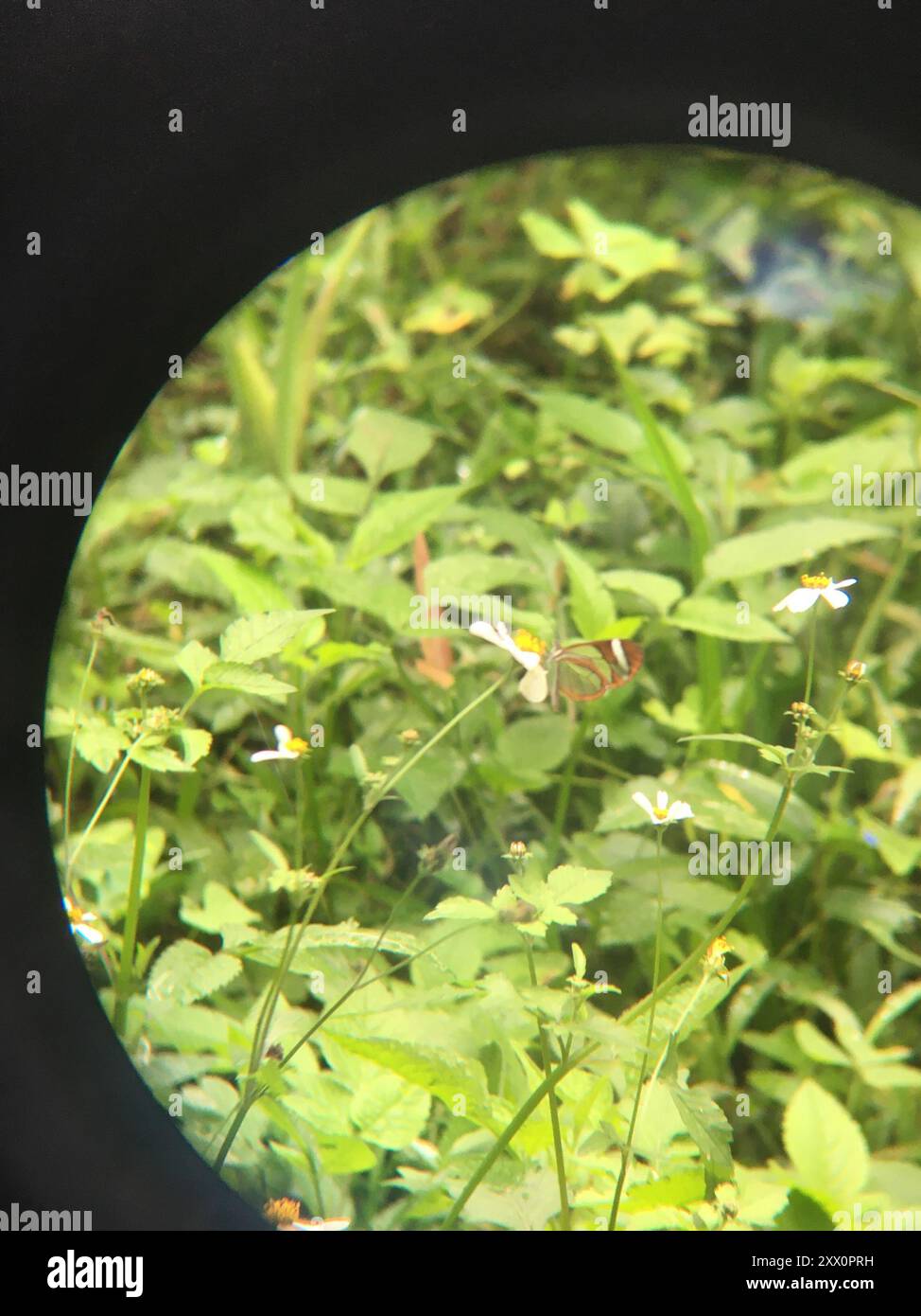 Clearwings and Tigerwings (Ithomiini) Insecta Stock Photo - Alamy