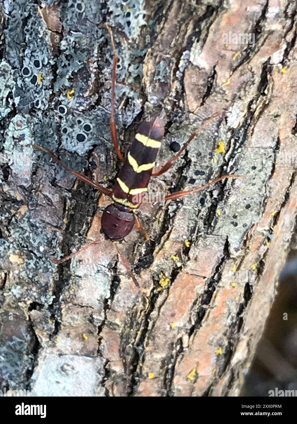 Red-headed Ash Borer (Neoclytus acuminatus) Insecta Stock Photo - Alamy
