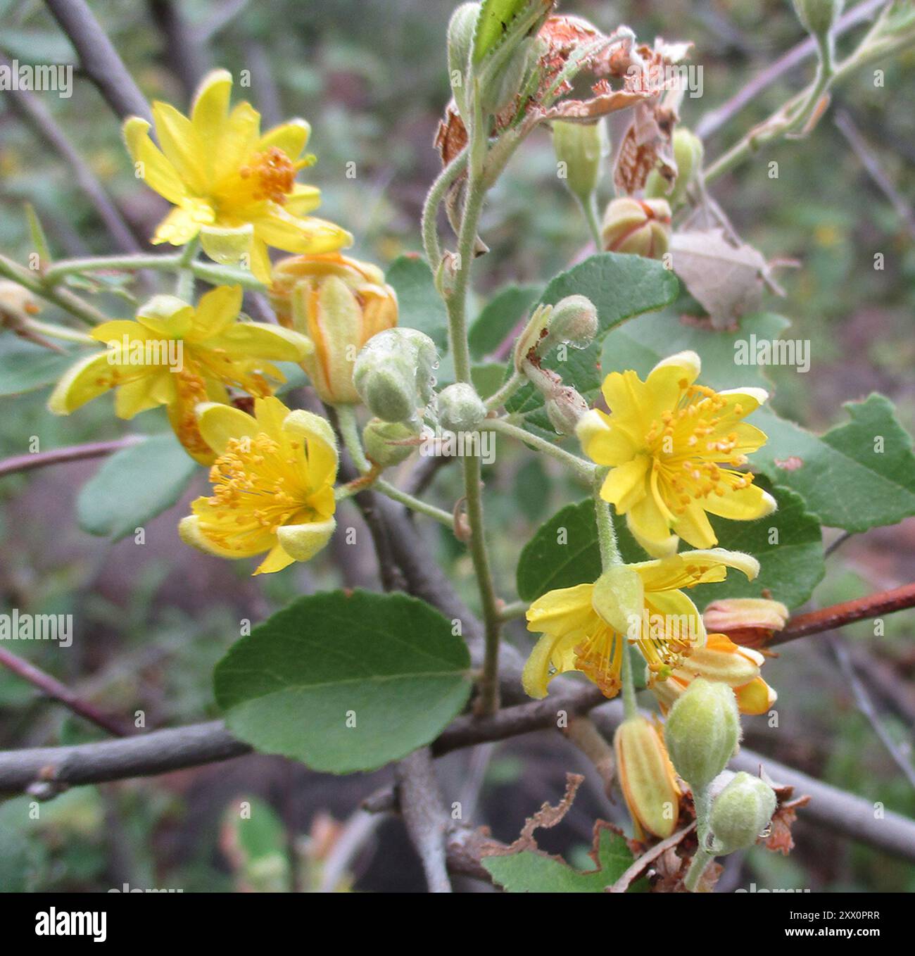 Twotone Raisin (Grewia bicolor) Plantae Stock Photo - Alamy