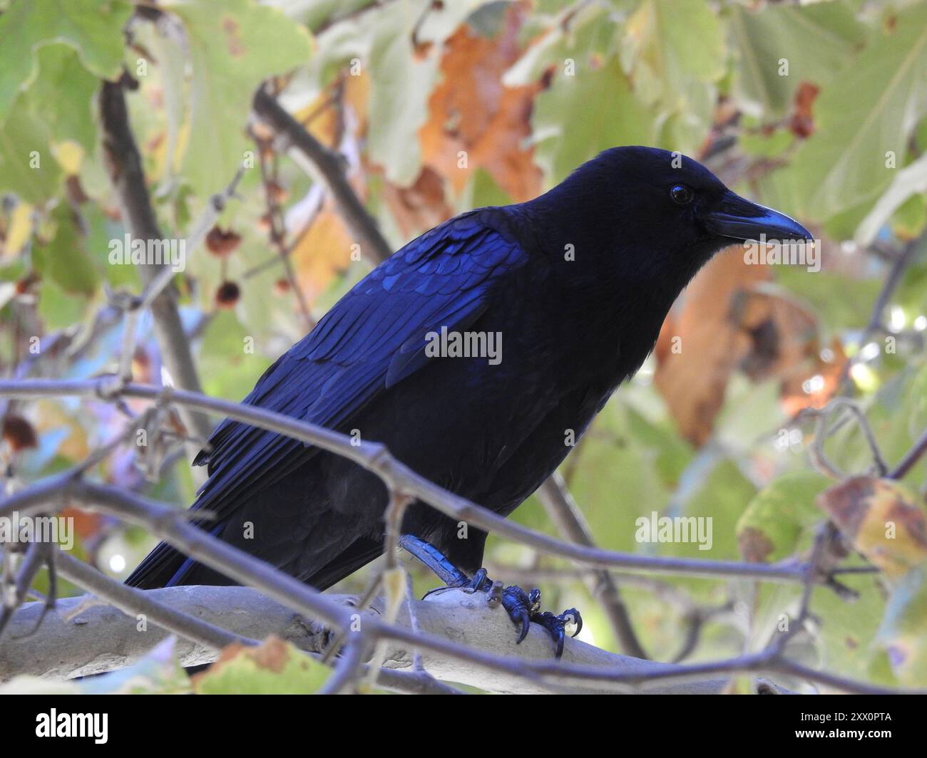 American Crow (Corvus brachyrhynchos) Aves Stock Photo - Alamy