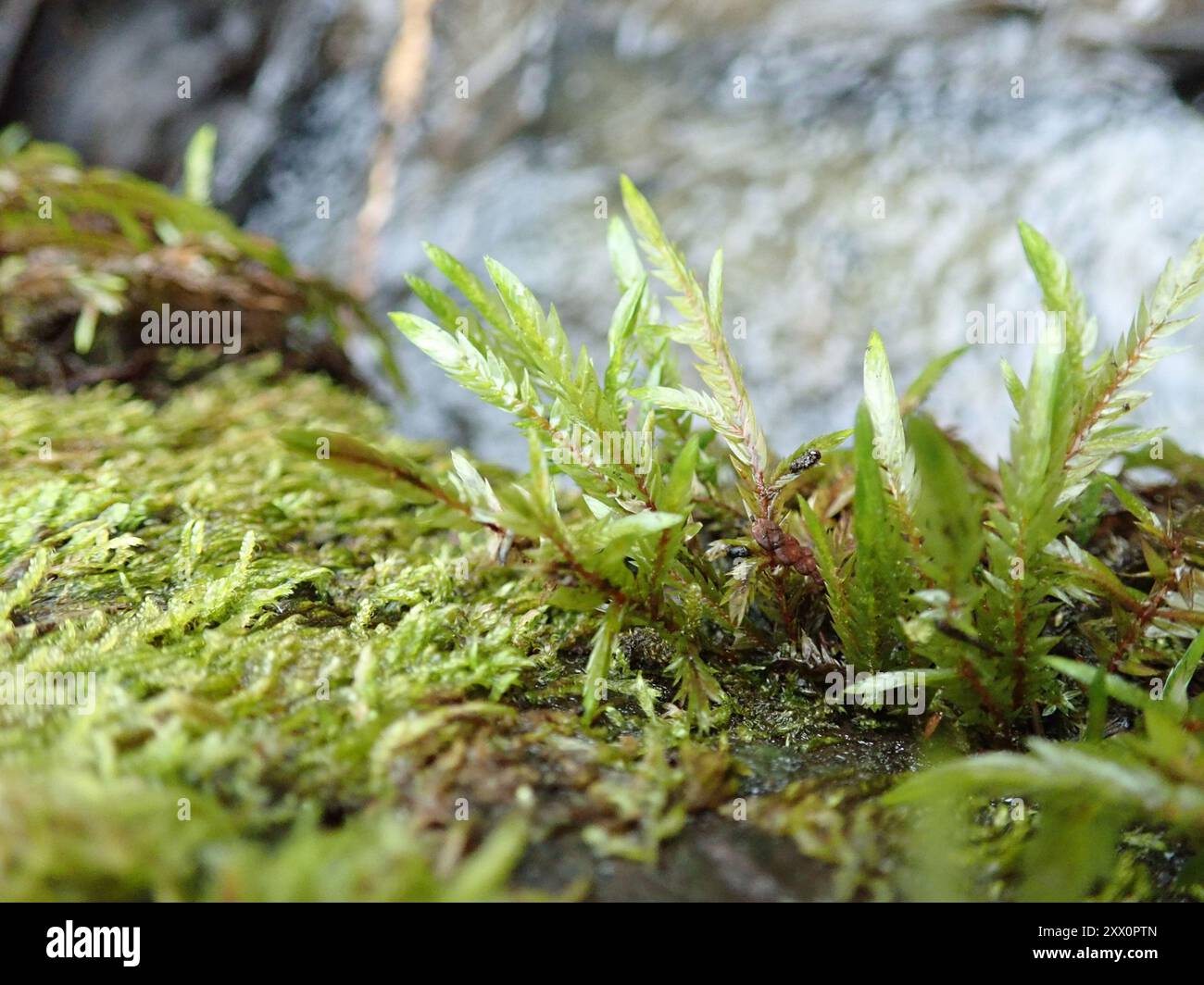 New Mexican fontinalis moss (Fontinalis neomexicana) Plantae Stock ...