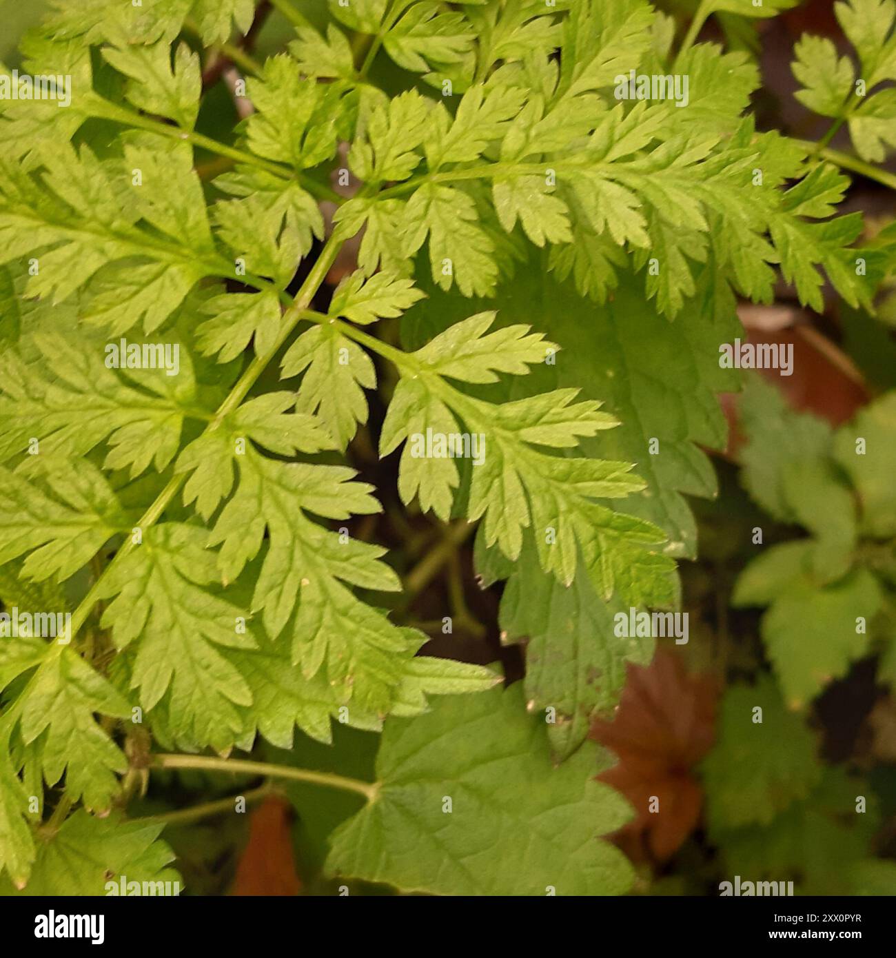 Cow Parsley (Anthriscus sylvestris) Plantae Stock Photo - Alamy