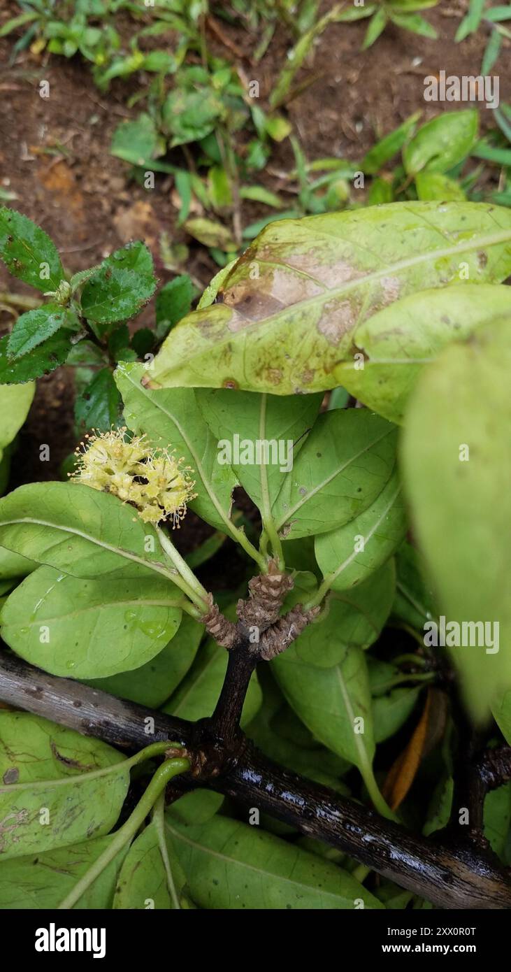 Native Bougainvillea (Pisonia aculeata) Plantae Stock Photo - Alamy