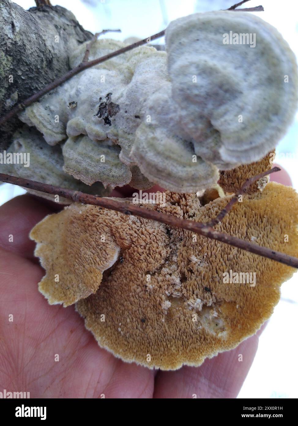 (Trichaptum subchartaceum) Fungi Stock Photo - Alamy