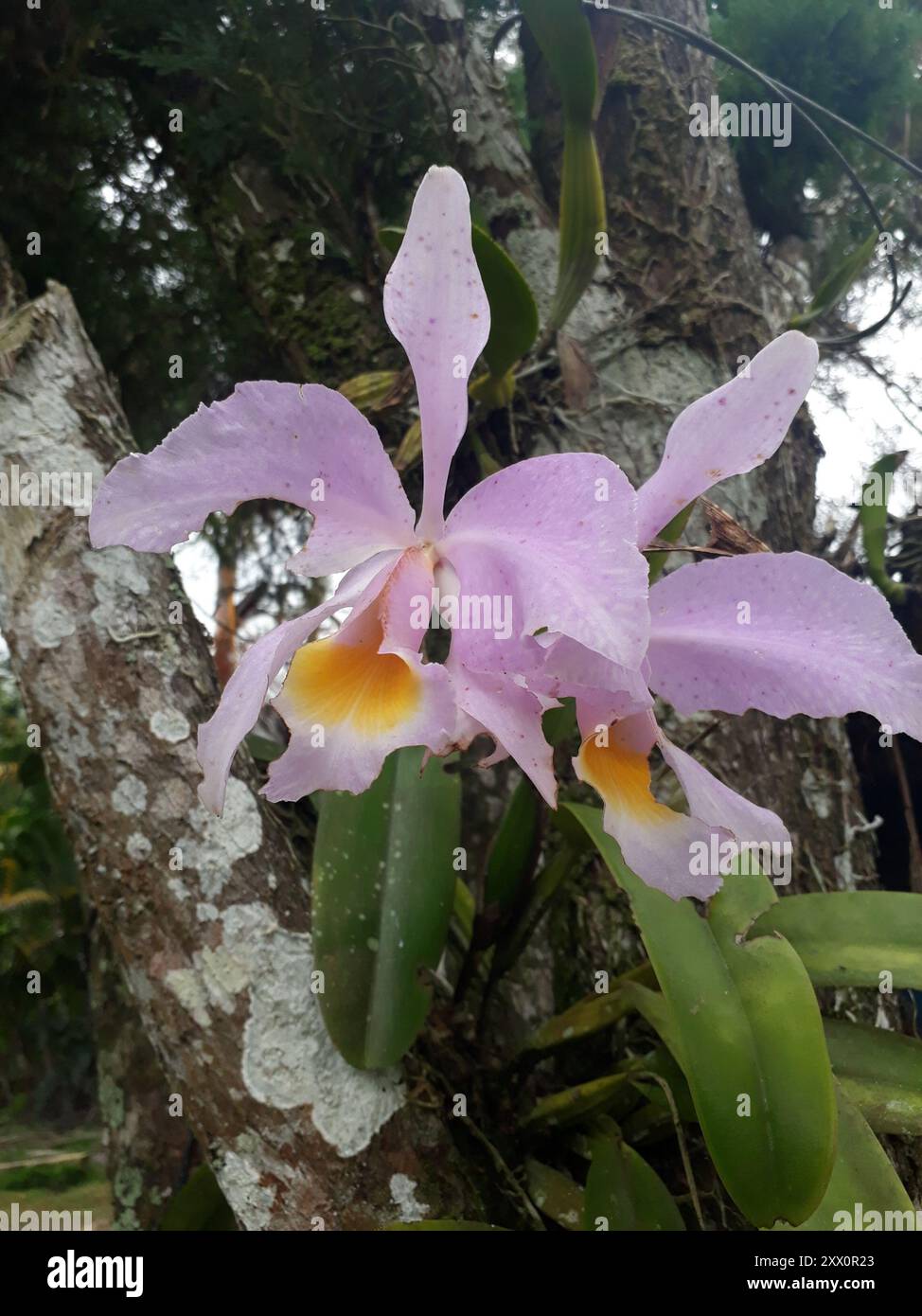 Cattleya cattleya schroederae hi-res stock photography and images - Alamy