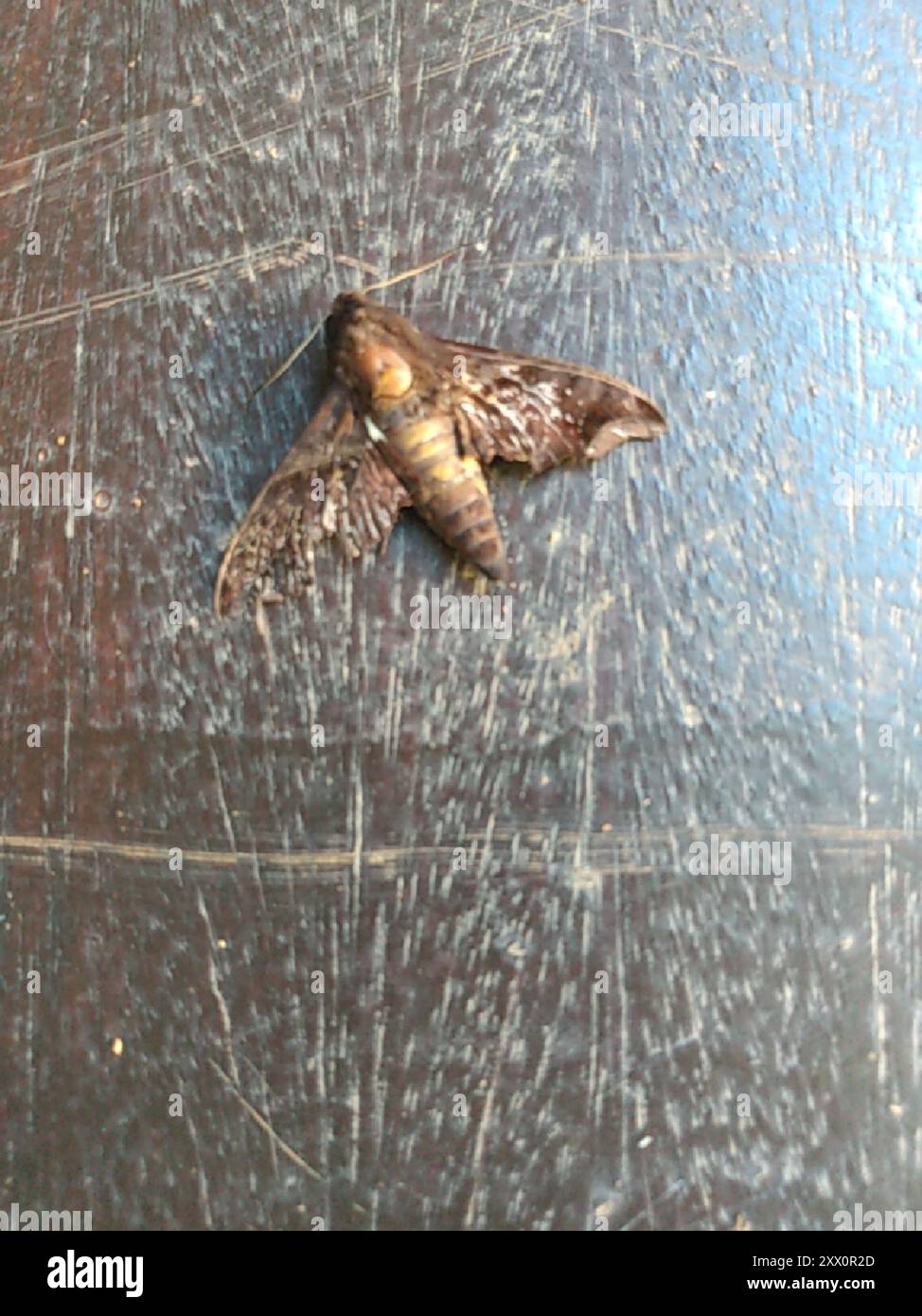 Sphinx Moths (Sphingidae) Insecta Stock Photo - Alamy