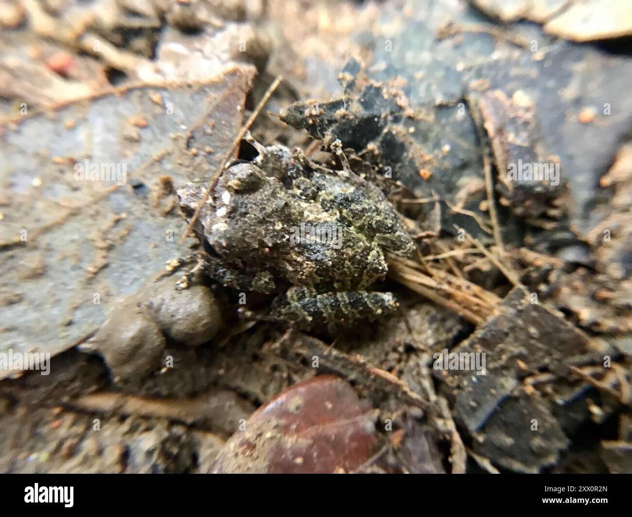 Pygmy Rain Frog (Pristimantis ridens) Amphibia Stock Photo - Alamy