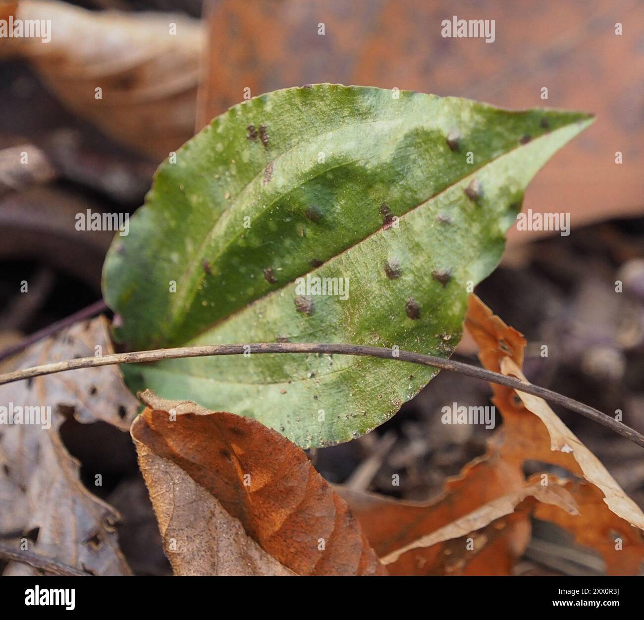 crane-fly orchid (Tipularia discolor) Plantae Stock Photo - Alamy